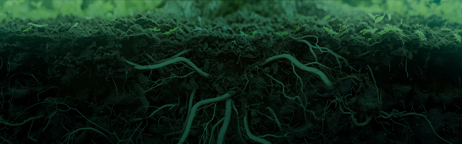 CHEO Research Strategy 2025-2029 - CHEO Research Institute